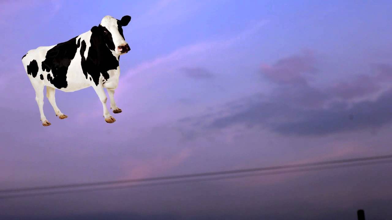 VACA VOLADORA 01 - YouTube