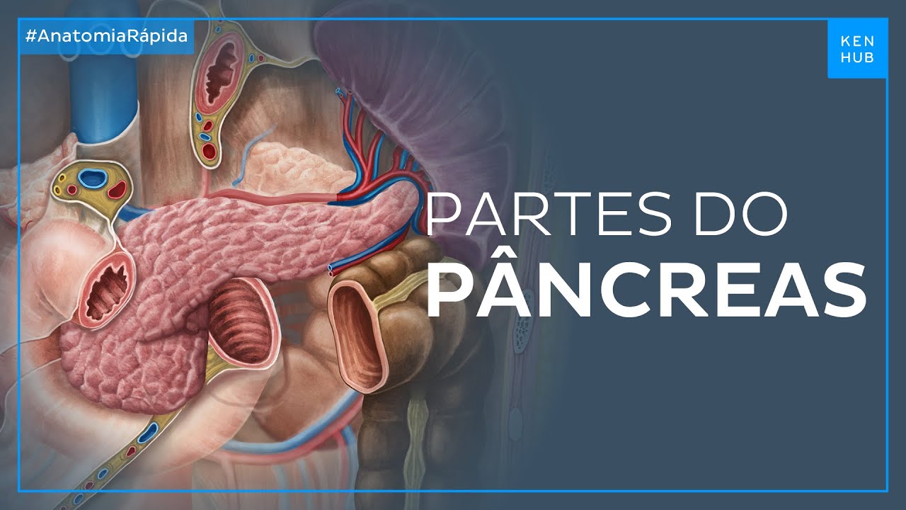 Partes do pâncreas - Anatomia Fácil | Kenhub - YouTube