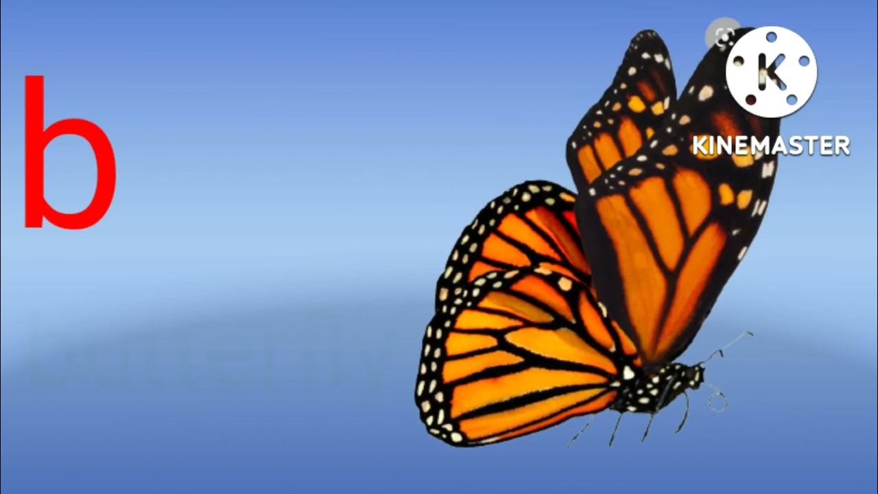 B for butterfly || A to Z alphabet || capital letters || small letters ...