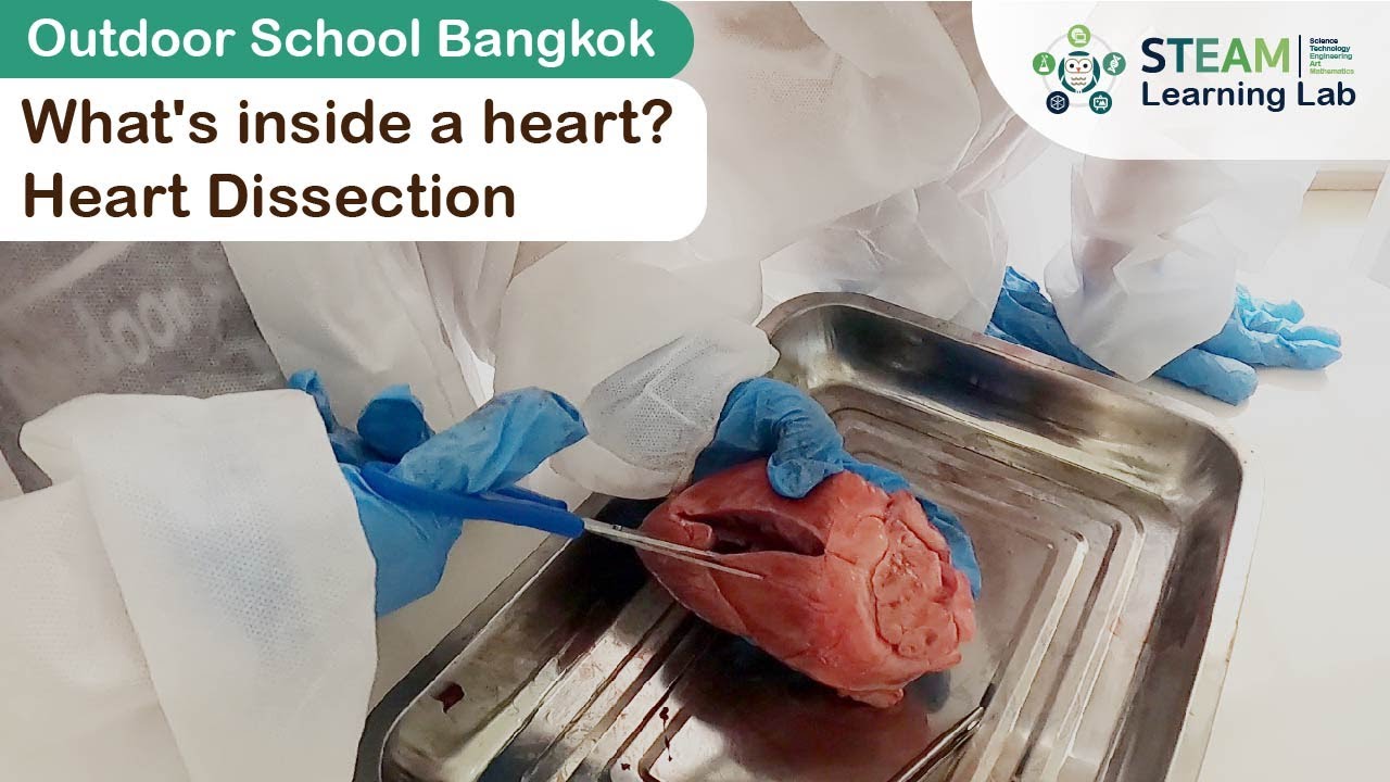 Outdoor School Bangkok (OSB) - STEAM | What's inside a heart? Heart ...