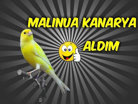 MALİNUA (waterslager) IRKI KANARYA ALDIM ll MÜKEMMEL ÖTÜŞ ll