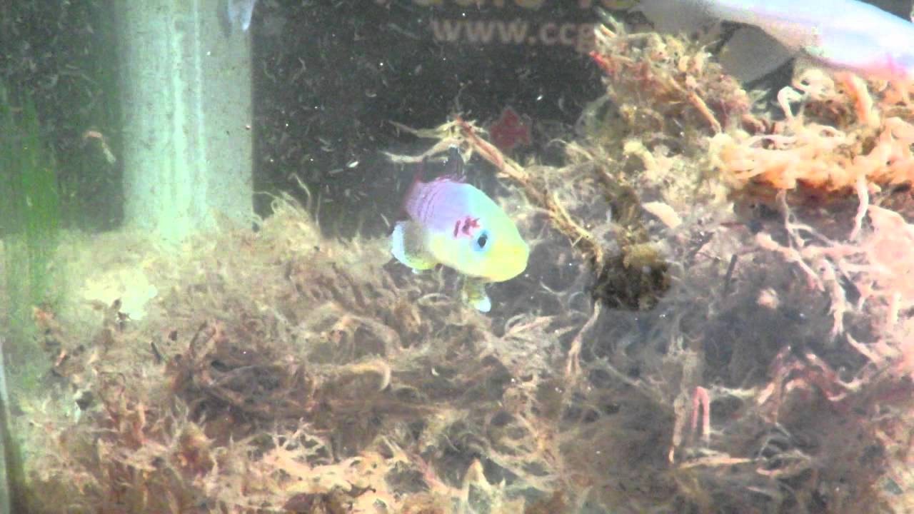 Killifish Nothobrancius guentheri Zanzibar - YouTube