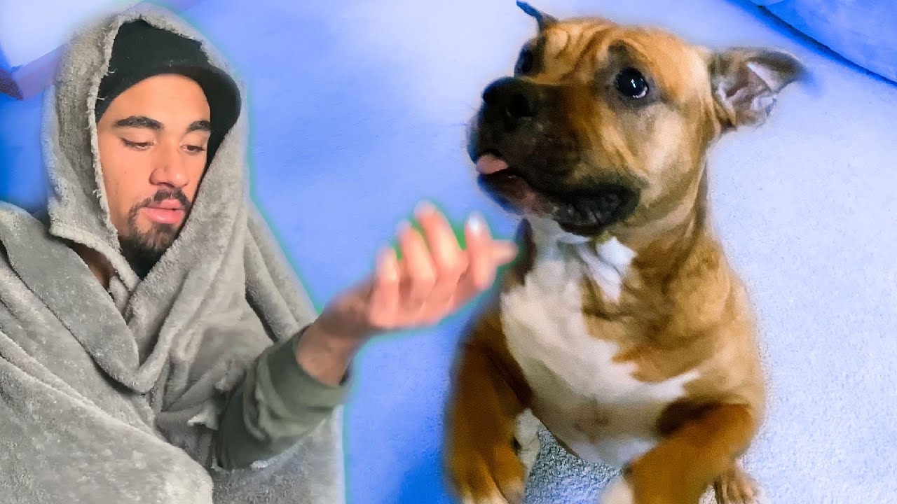 My dog made this snuggie for me - YouTube