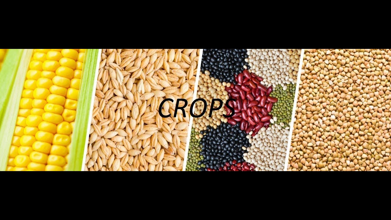 Lecture 2 Improvements in Food Resources | Crops | Cropping Seasons ...
