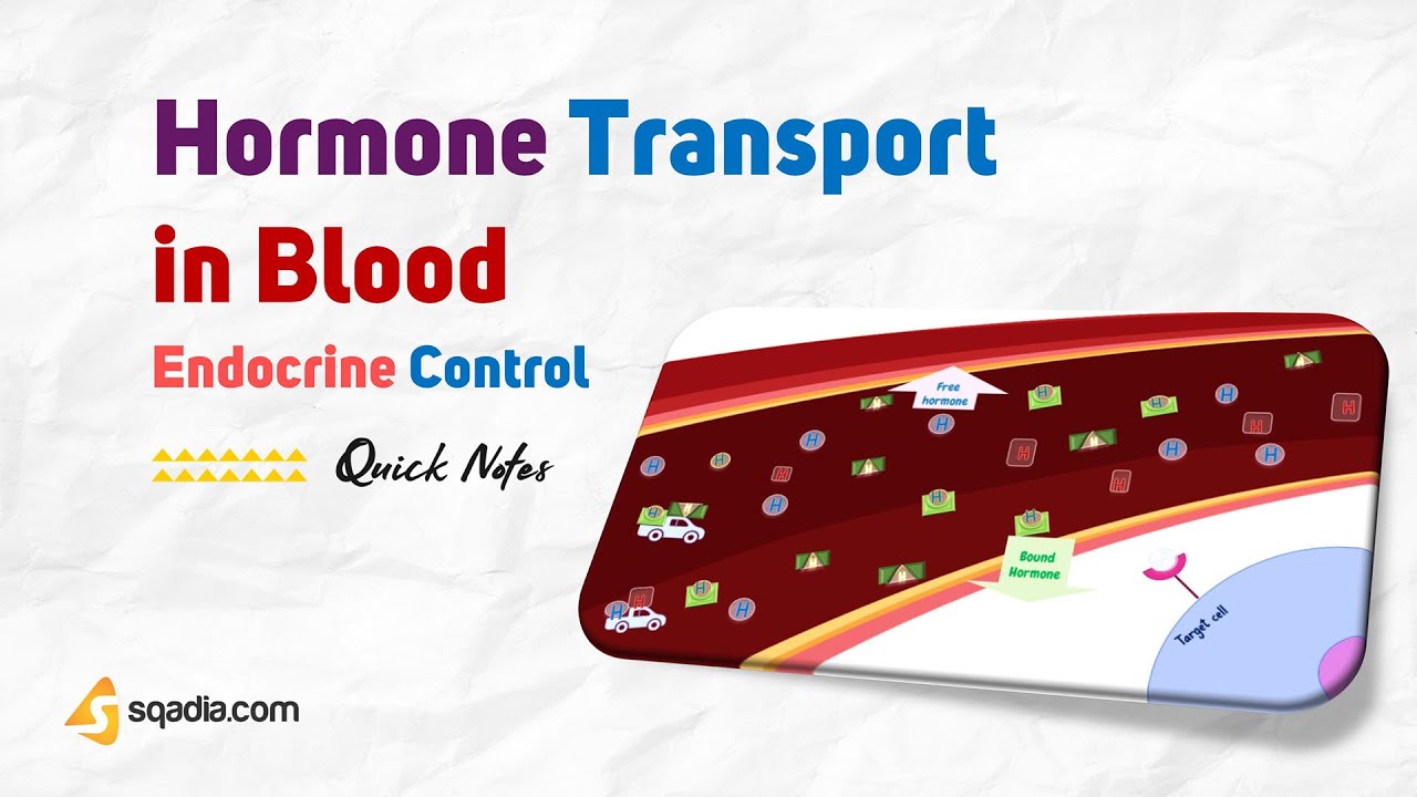 Endocrine Control | Hormone Transport in Blood - YouTube