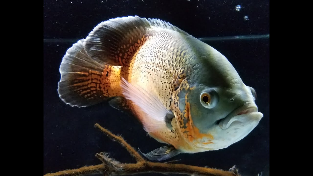 Red Oscar, Electric Blue Acaras 125 Gal - YouTube