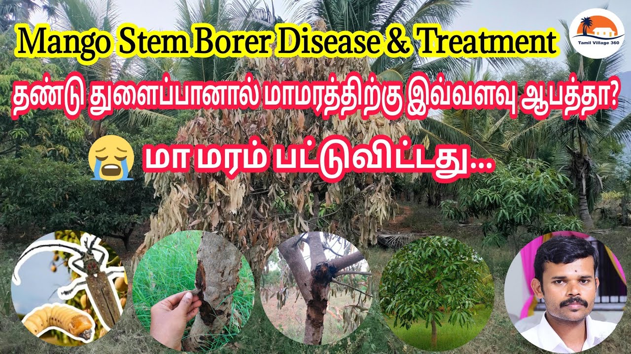 மாமரம் தண்டுதுளைப்பான் நோய் | Mango Stem Borer Pest And Treatment ...