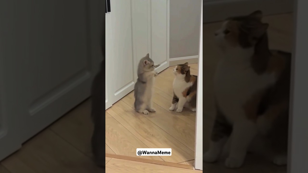 wwe 😂🤣🤣 funny videos The Most Epic Cat Slap Ever! #cats#funny # ...