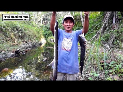 Big Snakehead "Halwan or Dalag" and Freshwater Eel "Kasili or Igat ...