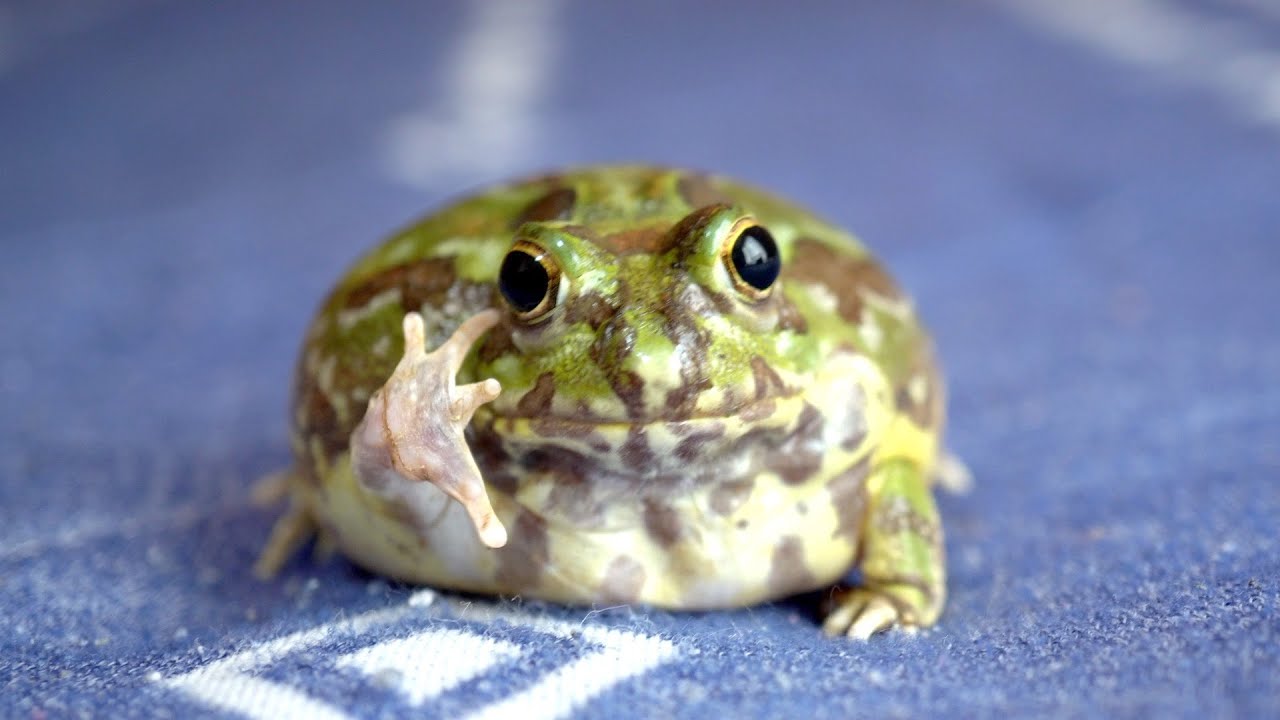 チャコガエルがんばってるね！ You're doing your best! Chaco horned frog - YouTube