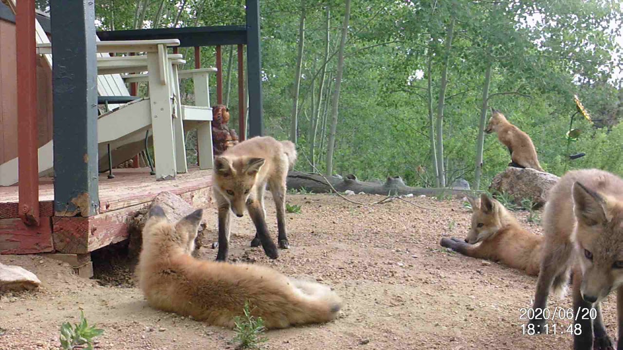 Kit fox - they're growing up fast! - YouTube
