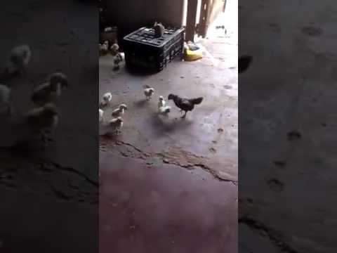 Cesaret :)) civcivden ibretlik görüntüler