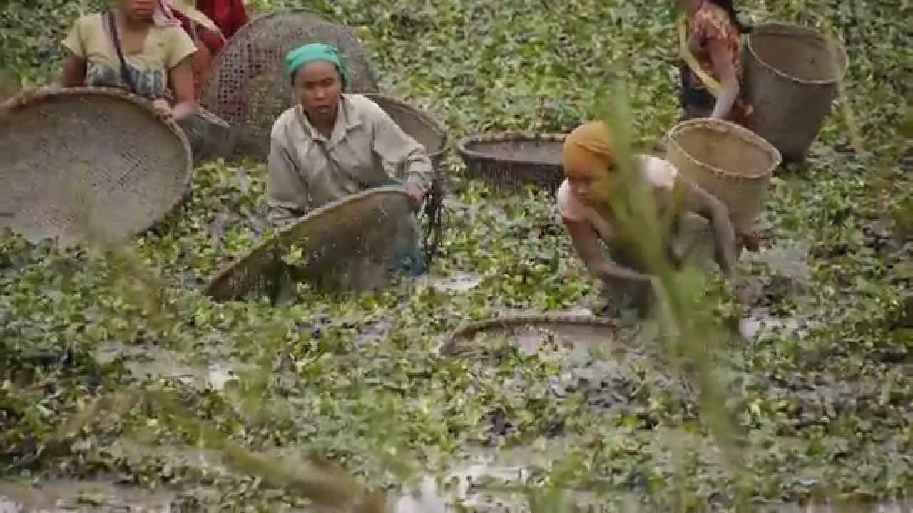 Assam fishing - YouTube