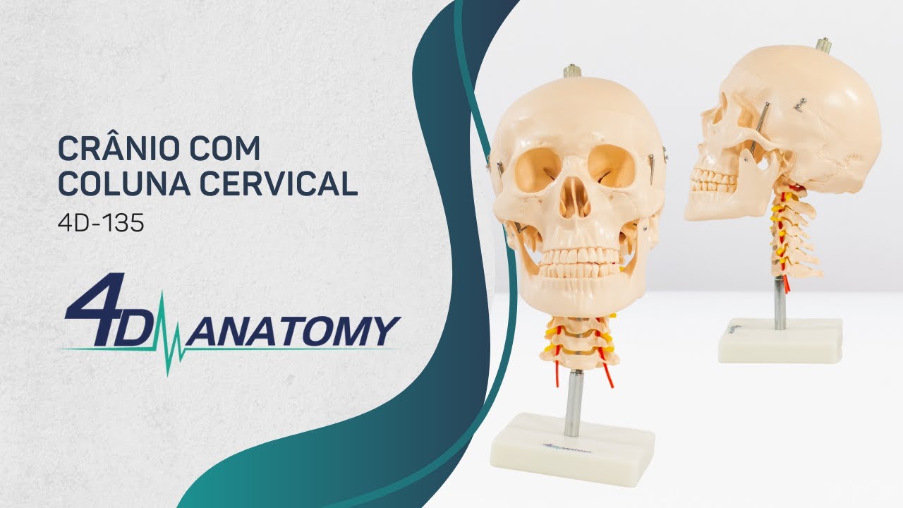 4D-ANATOMY | Crânio com Coluna Cervical | 4D-135 - YouTube