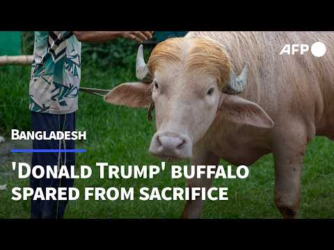 Viral 'Donald Trump' buffalo spared from sacrifice in Bangladesh | AFP