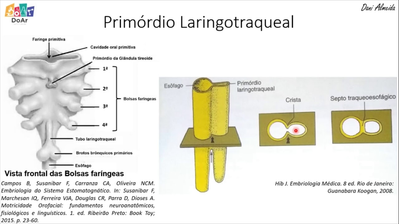 [EMBRIOLOGIA] Desenvolvimento da Laringe e Traqueia - YouTube