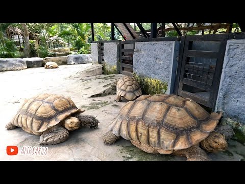 kura kura sulcata besar se bantal - YouTube