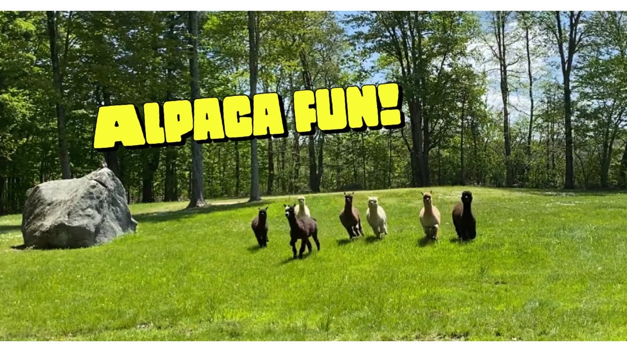 When they play, it’s alpaca fun! - YouTube