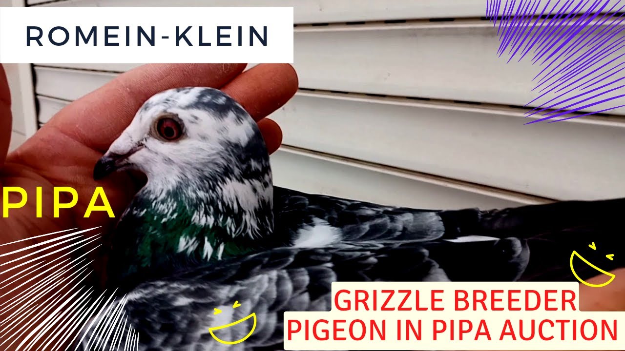 Romein Klein | White Lightning | Grizzle Breeder Pigeon | Pipa Racing ...