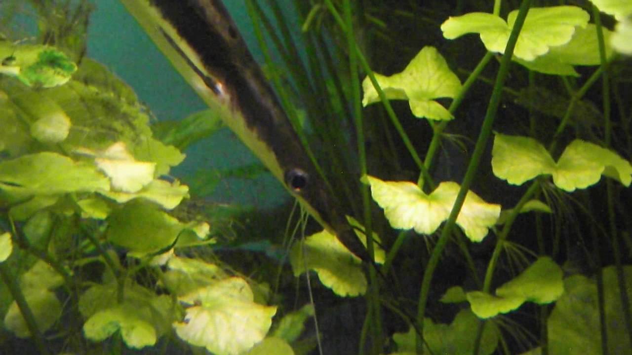 cool freshwater catfish for aquariums, Duckbill catfish, Sorubim lima ...