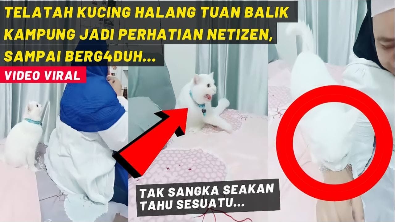 TELATAH KUCING HALANG TUAN BALIK KAMPUNG JADI PERHATIAN NETIZEN, SAMPAI ...