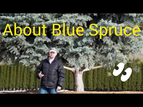 How To Plant And Care For A Blue Spruce Tree