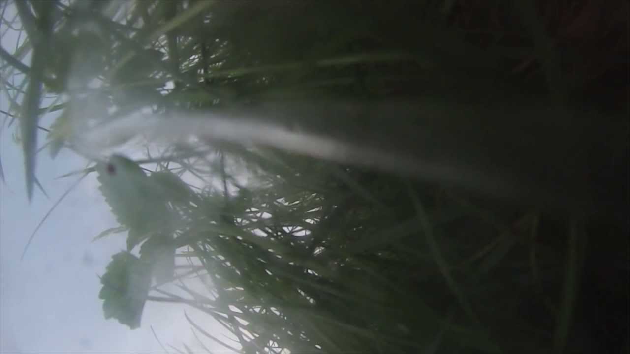 First attempt to get a hamster to the moon - YouTube