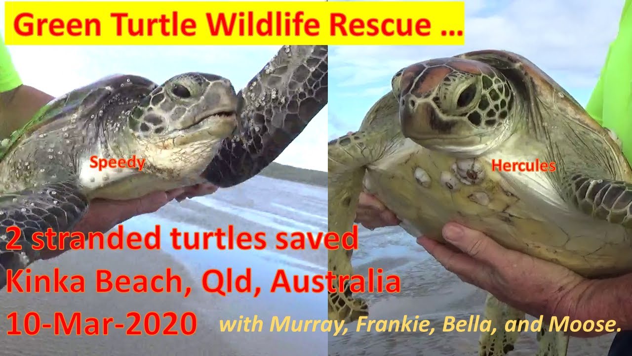 Green Turtle Wildlife Rescue: 2 stranded turtles saved at Kinka Beach ...