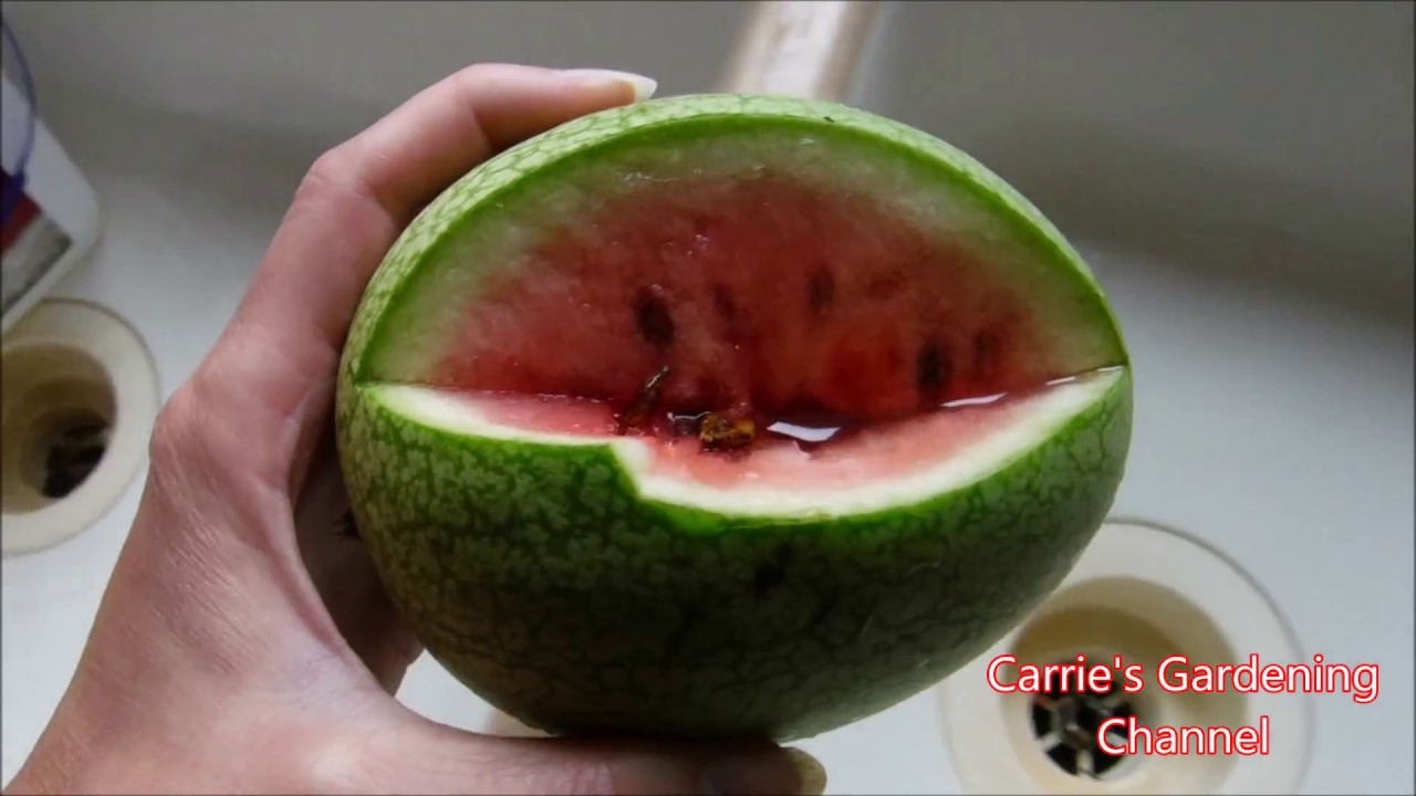 Charleston Gray watermelon review, heirloom Charleston Gray Watermelon ...