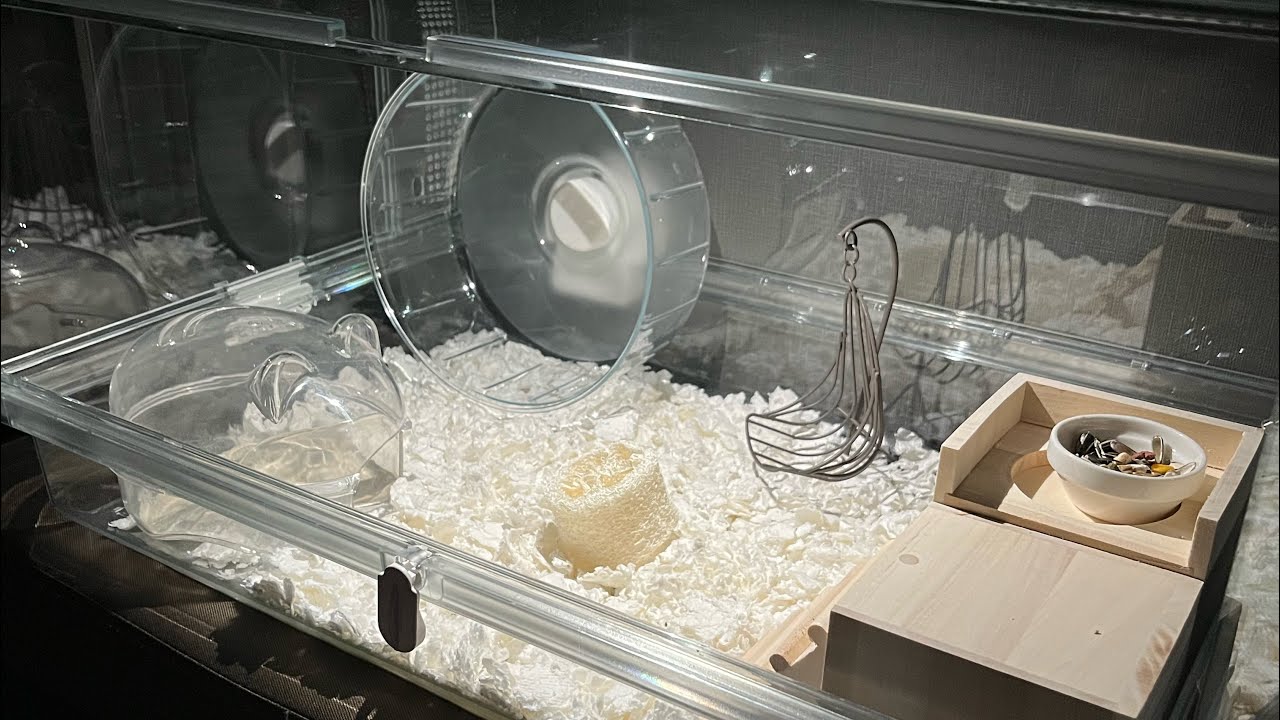 [GEX Glass Harmony 600 Clear Cage] layout tour 🫶🏼 - YouTube