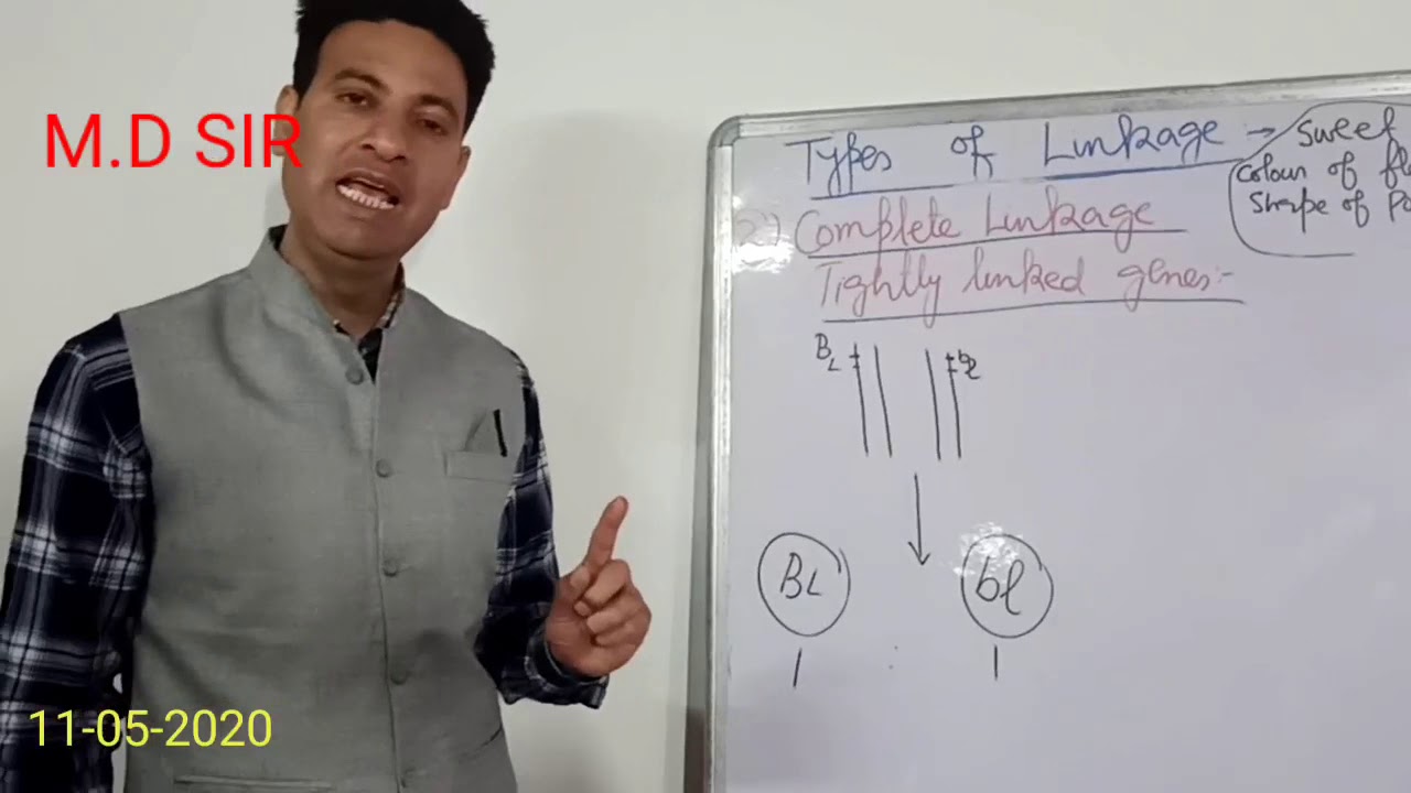 TYPES OF LINKAGE. MORGAN'S DIHYBRID TEST CROSS ON LINKAGE IN DROSOPHILA ...