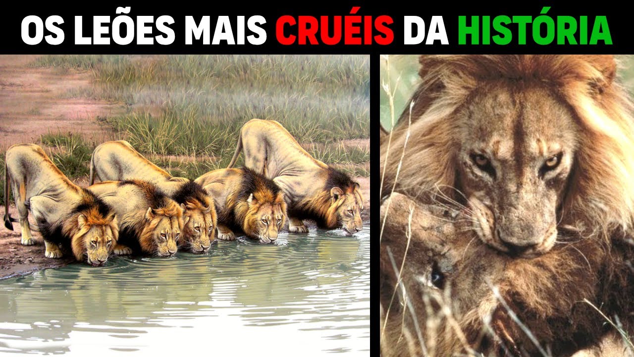 Leão - MAPOGOS OS LEÕES MAIS CRUÉIS DA HISTÓRIA - YouTube