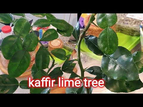 Ep89,Kaffir lime tree harb plant in the bucket - YouTube