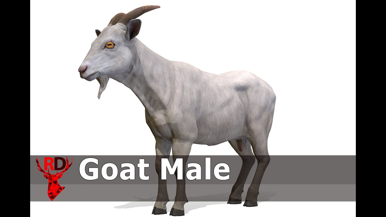 Goat male Animations - YouTube