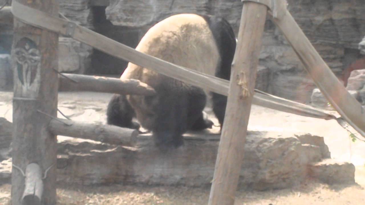 Panda qui se gratte les fesses - YouTube