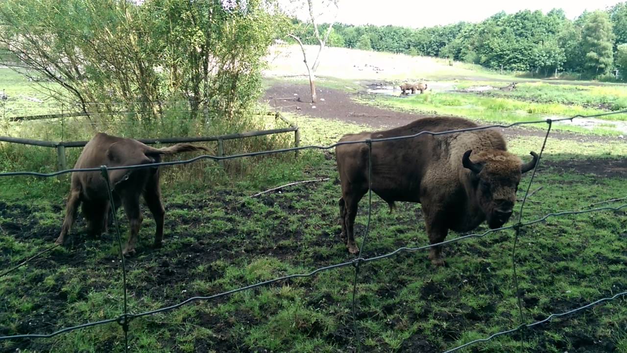 Buffalo - YouTube