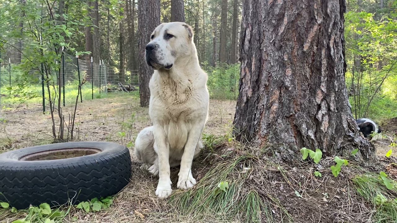 Alabai Male Imran, CAO Volkodav dogs - YouTube