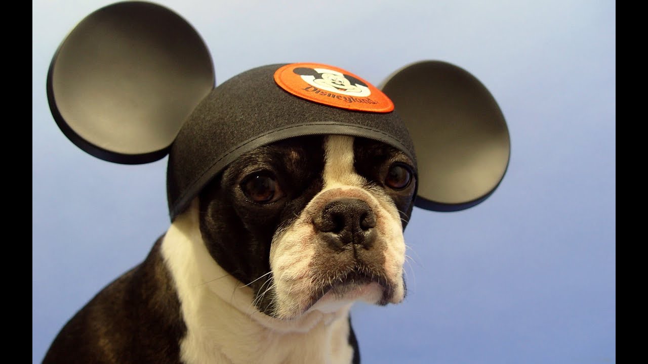 BOSTON TERRIERS BEING SILLY - YouTube