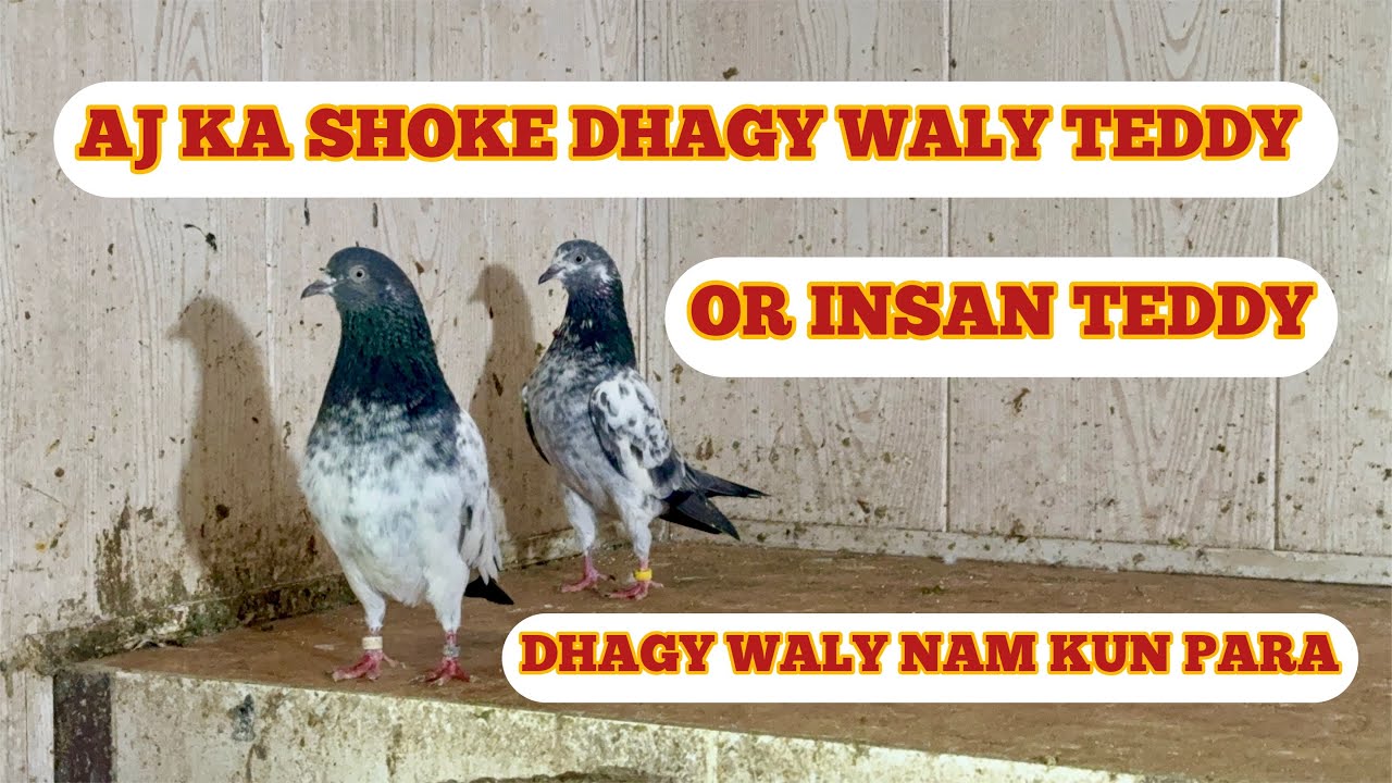 AJ KA SHOKE DHAGY WALY || TEDDY OR INSAN TEDDY KA || DHAGY WALY NAM ...