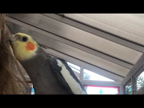Happy cockatiel singing and talking - YouTube
