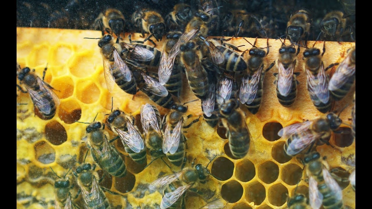 Observation Hive Of Honey Bees - Apiculture Or Beekeeping - YouTube