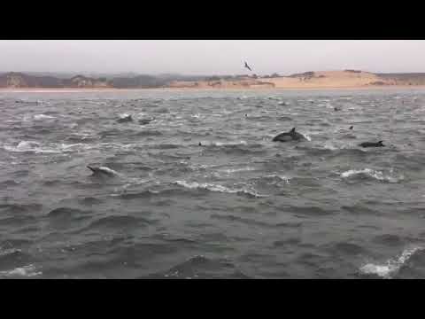 A Common Dolphin mega-pod in Monterey Bay this morning - YouTube