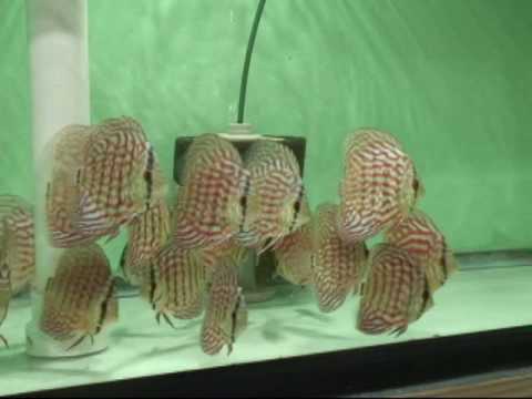 Red Turquoise Discus Fish - Gwynnbrook Farm - YouTube