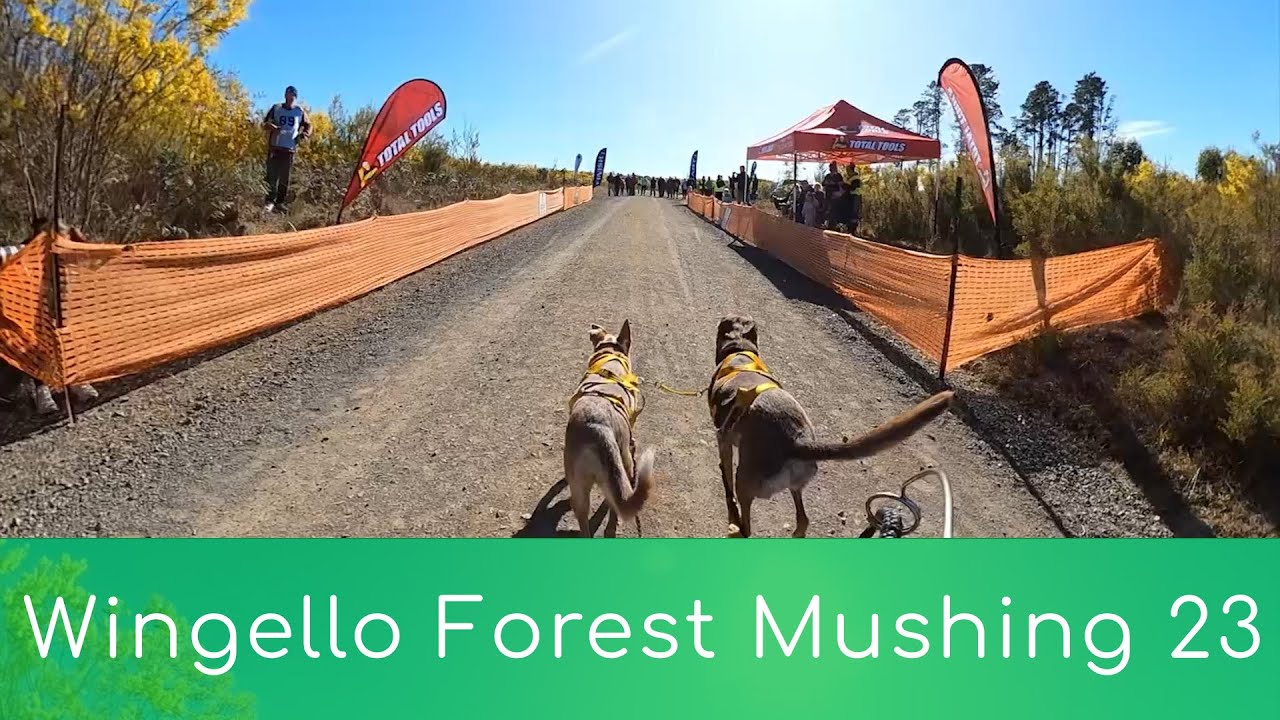 Wingello State Forest Dog Mushing 2023 - YouTube