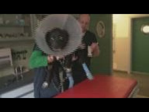 Polish vet's clinic is hub for animals from Ukraine