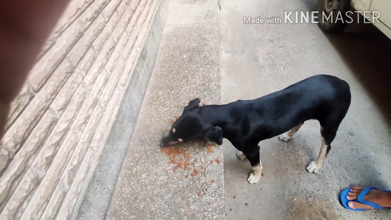 Food to stray dogs | FUNNIEST VLOG😂😂🙏 - YouTube