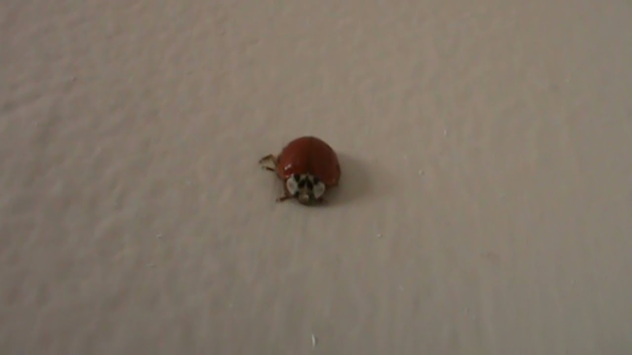 The Ladybug Invasion - YouTube