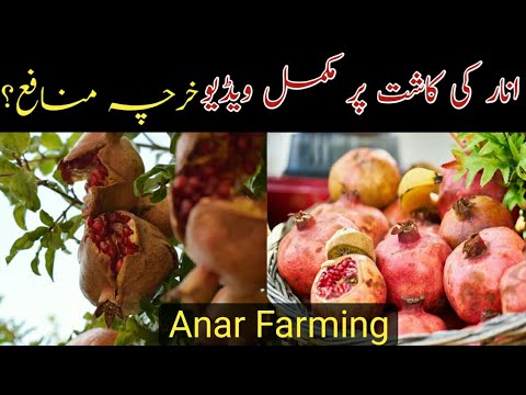 Anar Farming in Pakistan-pomegranate Farming-AZHAR JAHANGIR AZEEMI ...