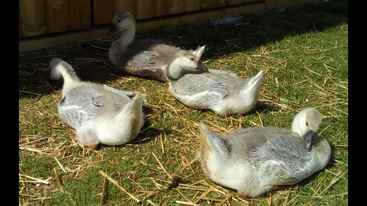 Chinese Geese growing up - YouTube