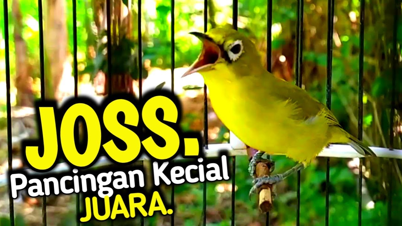JOS KECIAL KUNING LOMBOK JUARA Pandai Memikat Lawan • Pancingan Kecial ...